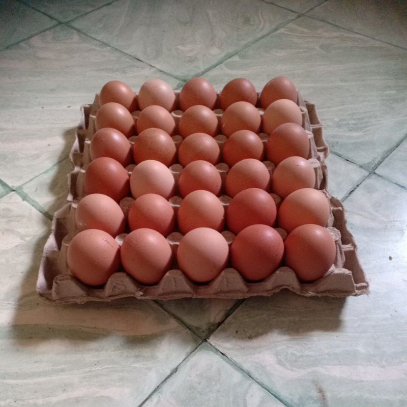 Jual TELUR AYAM ~ 30 BUTIR Per PAPAN | Shopee Indonesia