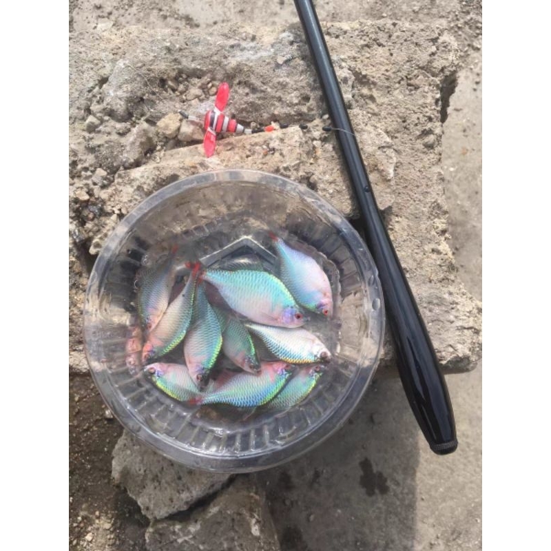 Jual tegek microfishing tanago black barb action 3:7 ruas 27cm | Shopee ...