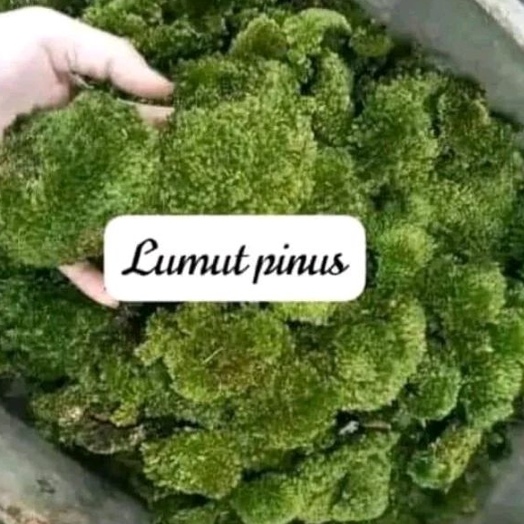 Jual lumut pinus /lumut hidup /1karung 50kg | Shopee Indonesia
