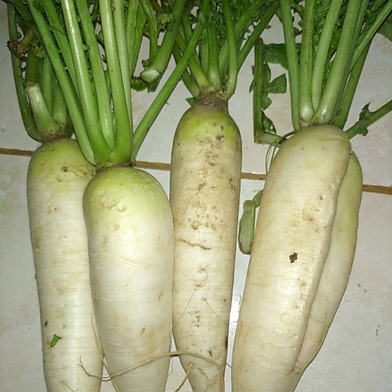 Jual Sayur Lobak Putih Kilogram~Raphanus Sativus Linn~Sayur Lobak kg ...