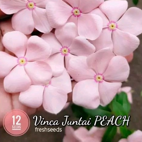 Jual Vinca Juntai Peach 15 biji | Shopee Indonesia