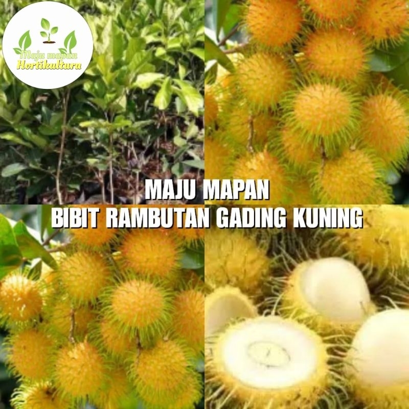 Jual BIBIT RAMBUTAN GADING (KUNING) | Shopee Indonesia