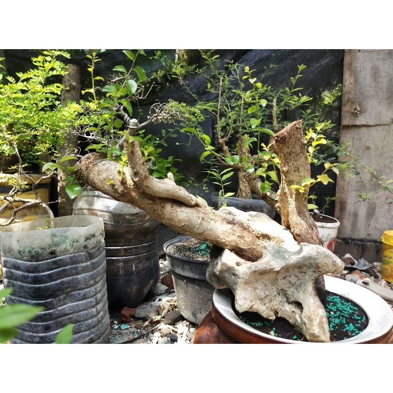 Jual bonsai rukem pucuk merah OTR | Shopee Indonesia