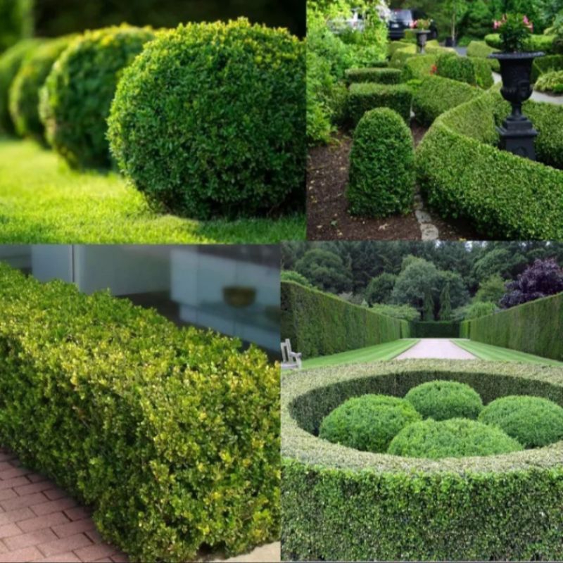 Jual paket 100 tanaman teh tehan untuk pagar | Shopee Indonesia