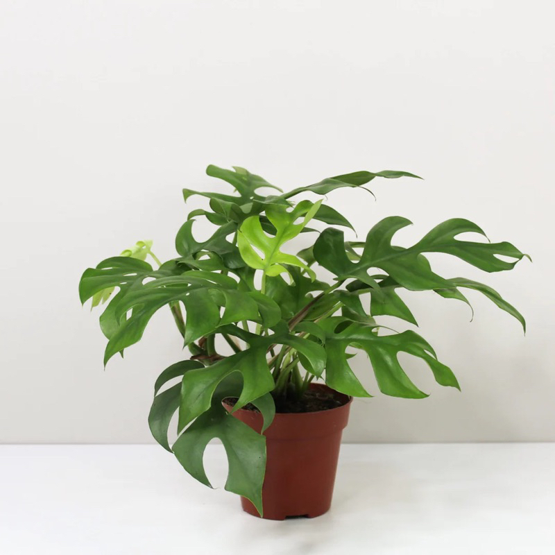 Jual Plantbuys Tanaman Hias Bunga Monstera Raphidopora Tetrasperma ...