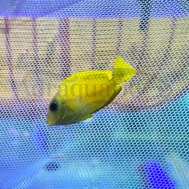 Jual (INSTANT BANDUNG) IKAN HIAS AIR LAUT BOTANA KUNING | Shopee Indonesia