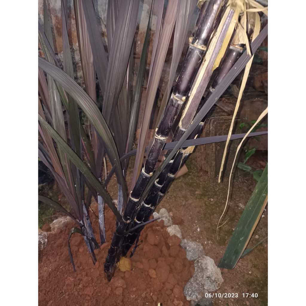 Jual tebu hitam/tebu ireng segar bisa untuk bibit 1 kg | Shopee Indonesia