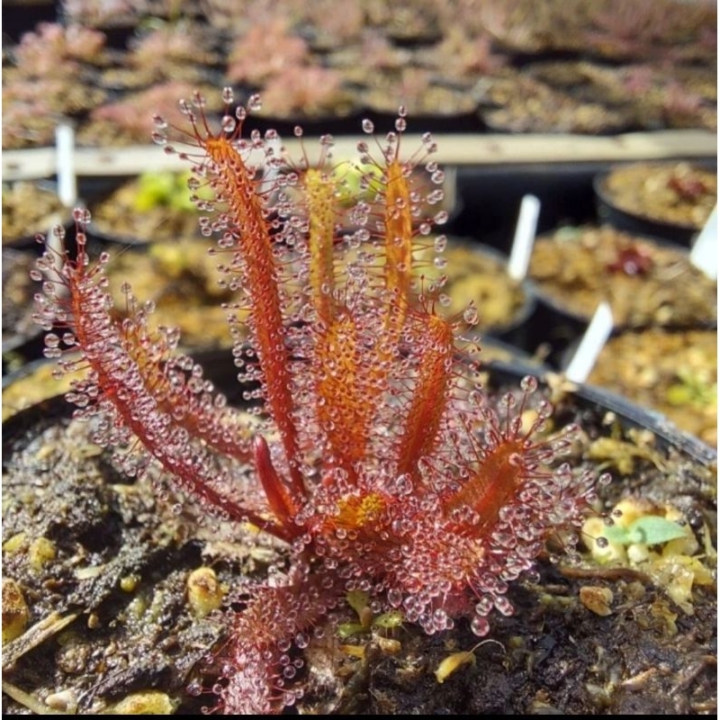 Jual Drosera Adelai Rumpun isi 3-4 tanaman karnivora sundews | Shopee ... Jual Drosera Adelai Rumpun isi 3-4 tanaman karnivora sundews | Shopee ...