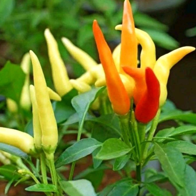 Jual 20 Butir Biji/Benih Cabe/cabai Rawit Putih Sona Unggul | Shopee ...