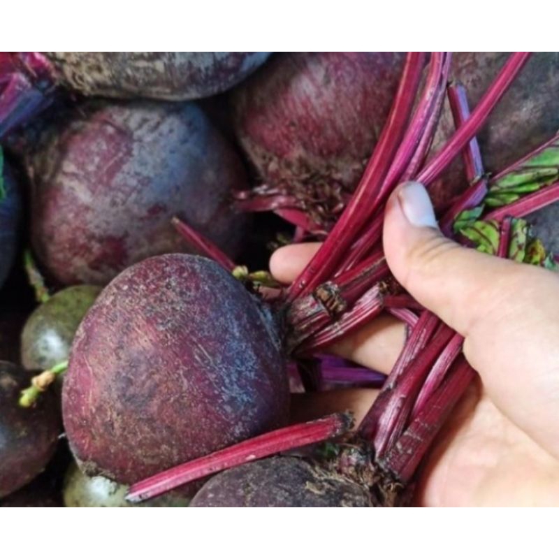 Jual Buah Bit fresh 1kg PROMO HARI INI | Shopee Indonesia