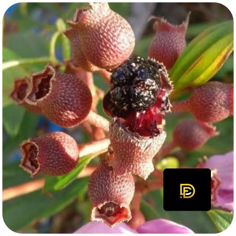 Jual Buah senduduk buah senggani buah harendong 500 gram | Shopee Indonesia