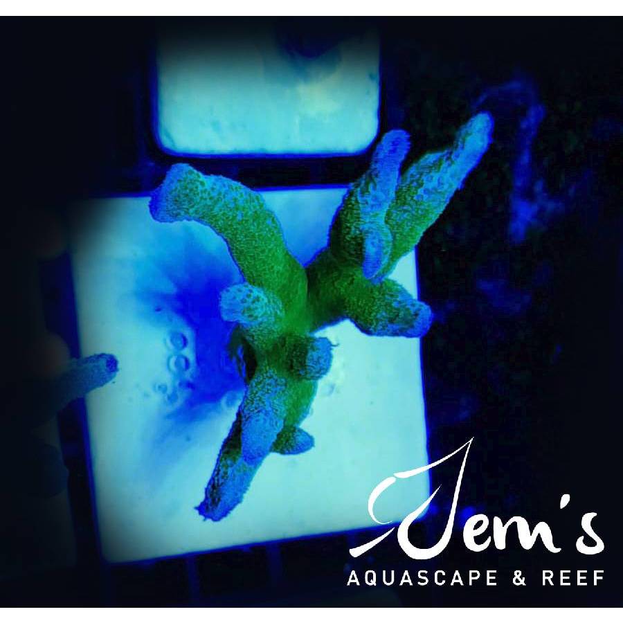 Jual Coral Frag SPS Green Digitata Montipora | Shopee Indonesia