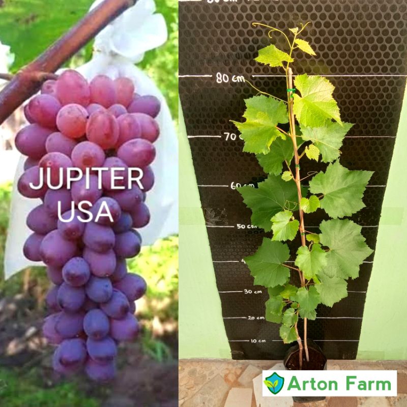 Jual Bibit Anggur Jupiter USA Grafting Sempurna Garansi Valid | Shopee ...