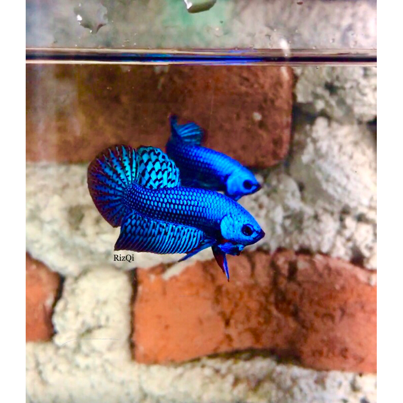 Jual ALIEN hybrid / Wild Betta Alien SPECIAL GRADE | Shopee Indonesia