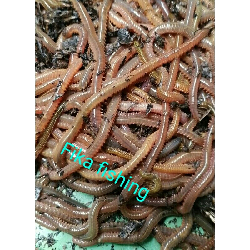 Jual CACING LAUT CACING NAGA AMIS LAUT | Shopee Indonesia