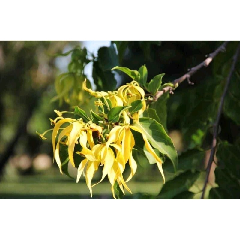 Jual pohon bunga kenanga - tanama bunga kenanga | Shopee Indonesia