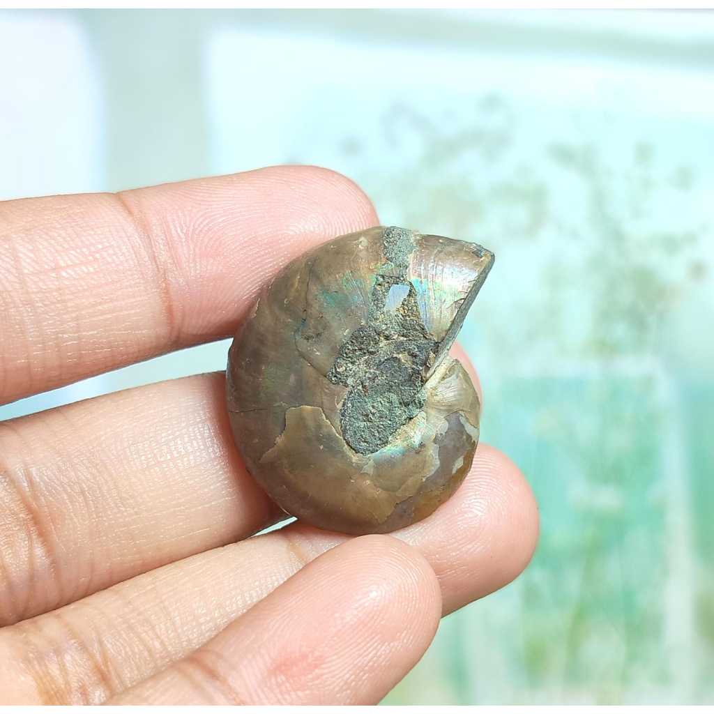 Jual Batu Natural Fossil Keong slice (7) | Shopee Indonesia