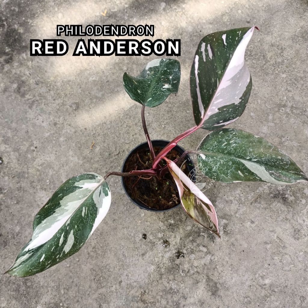 Jual Philodendron Red Anderson | Shopee Indonesia