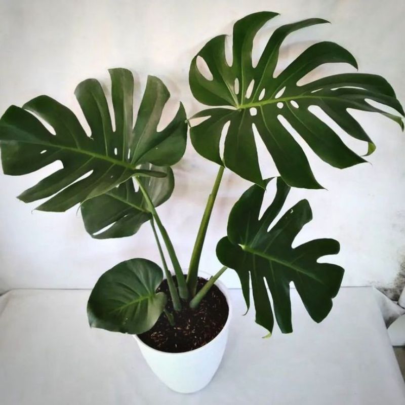 Jual Tanaman hias monstera king medium size | Shopee Indonesia