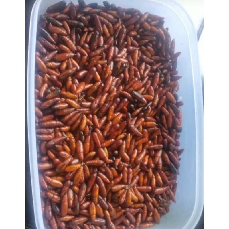 Jual Kepompong Jati isi 55 ekor | Shopee Indonesia