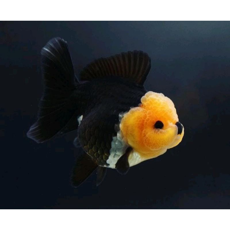 Jual Ikan Hias Mas Koki Oranda Panda Shortbody Shorttail Grade Fancy ...