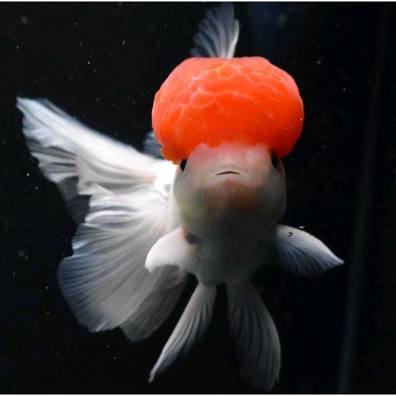 Jual Ikan Hias Mas Koki Oranda Redcup Cherry Head Grade High Quality ...