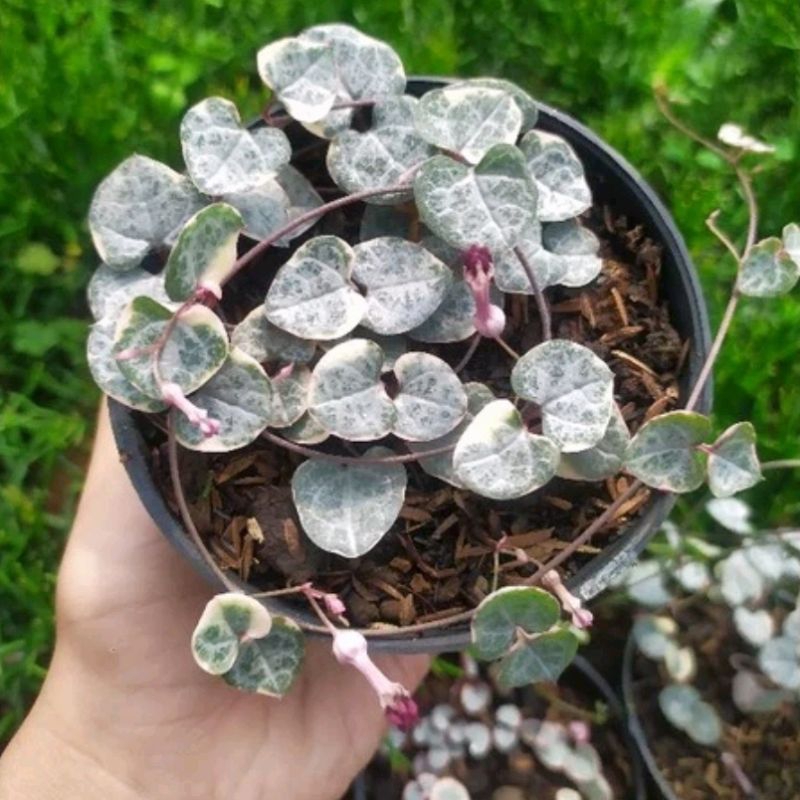 Jual Tanaman hias String of heart variegata | Shopee Indonesia