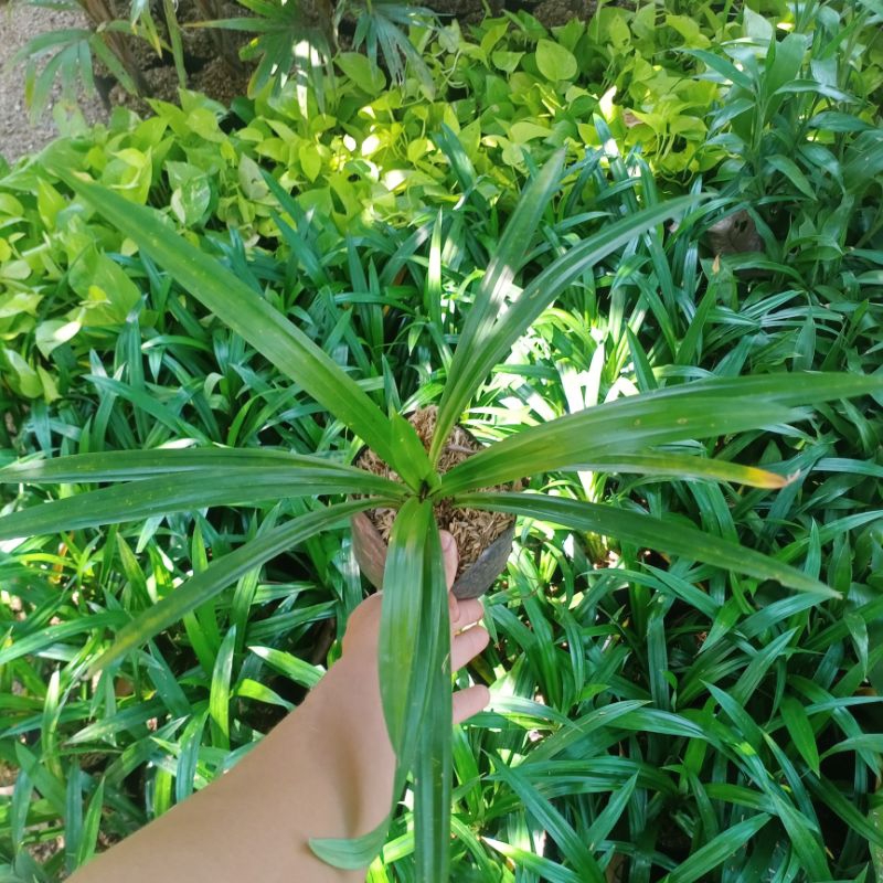 Jual pohon pandan wangi - Tanaman Hias Pandan Wangi murah | Shopee ...