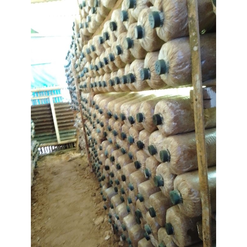 Jual Baglog media tanam jamur tiram sudah ada bibit | Shopee Indonesia