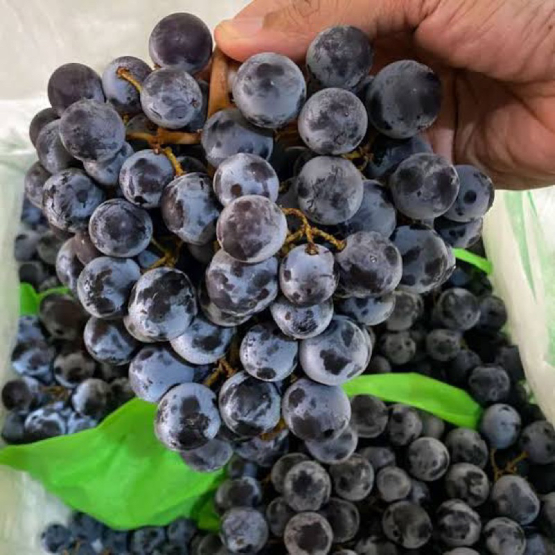 Jual Anggur Hitam (Black Autumn USA) Manis Minim Biji 1kg | Shopee ...