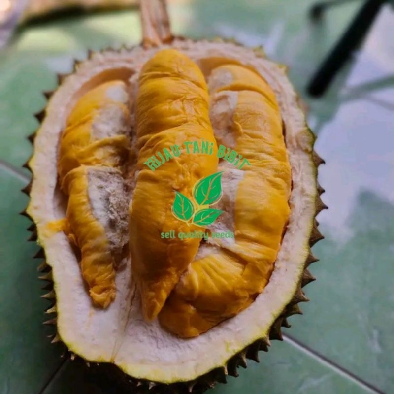 Jual Bibit Durian Bawor Kromo Banyumas Okulasi Cepat Berbuah | Shopee Indonesia