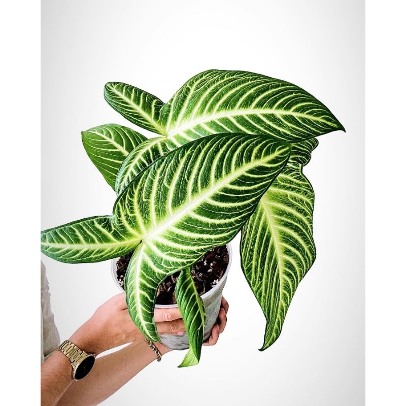 Jual Alocasia Xanthosoma Lindenii / keladi zebra /caladium santosoma ...