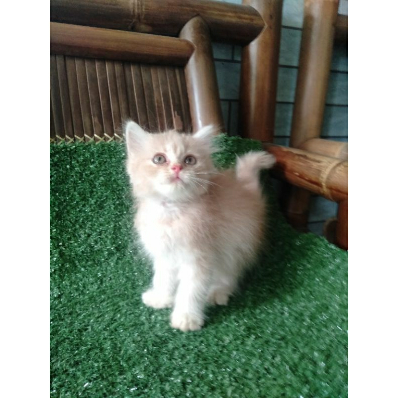 Jual Anak kucing anggora/kitten Persia bigbone/kitten Persia flatnose ... Jual Anak kucing anggora/kitten Persia bigbone/kitten Persia flatnose ...