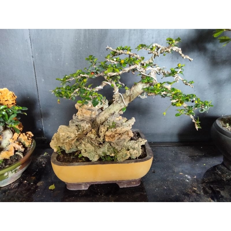 Jual bonsai hokiantea mikro bunga dan buah | Shopee Indonesia Jual bonsai hokiantea mikro bunga dan buah | Shopee Indonesia
