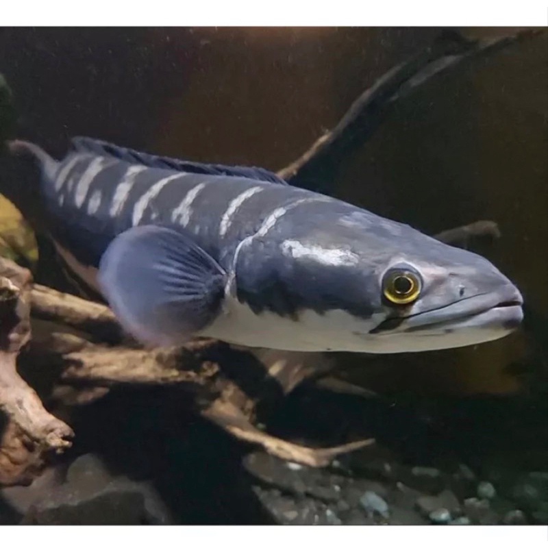 Jual Toman baby size 3-6cm | Shopee Indonesia