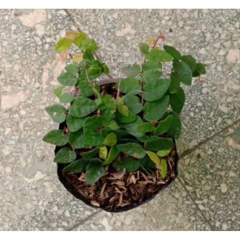 Jual tanaman dolar kecil tanaman rambat penghias dingding | Shopee ...