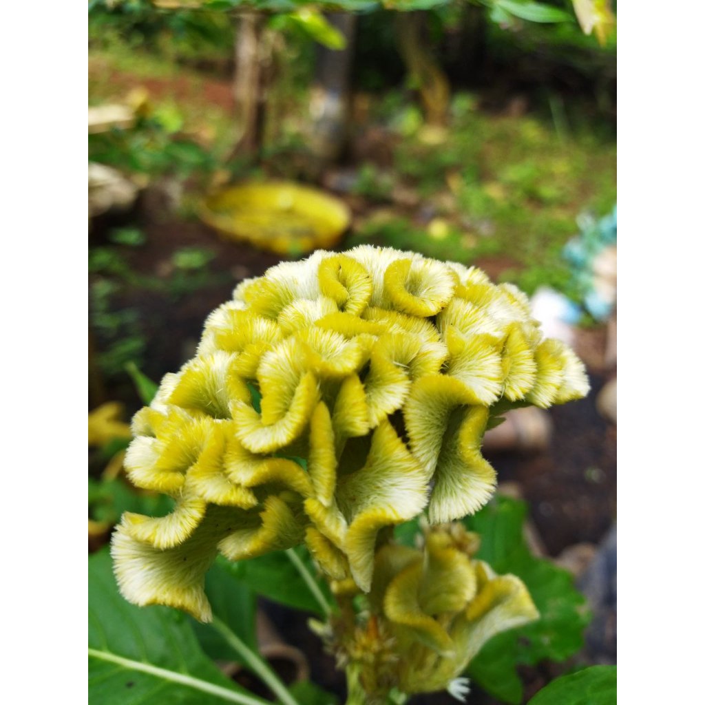 Jual Twinsdaily || 300 Biji Benih Bunga Celosia Cristata Jengger Ayam ...