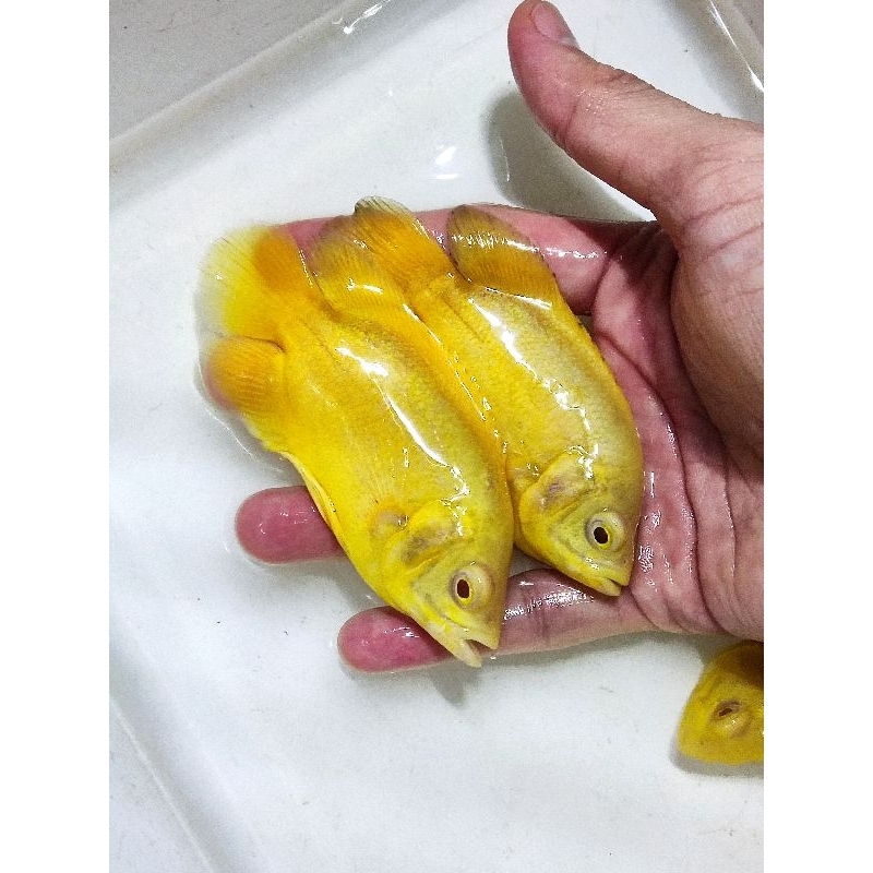 Jual OSCAR LEMON KUNING PEKAT SIZE 7-8CM | Shopee Indonesia