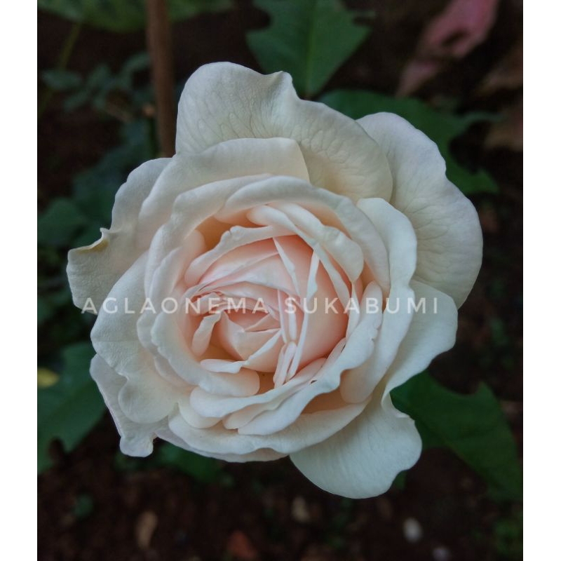 Jual mawar ownroot Mademoiselle De Sombreuil ( putih cream) *old rose ...