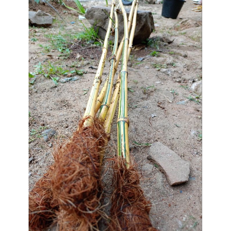 Jual Bambu kuning stek 80 cm | Shopee Indonesia