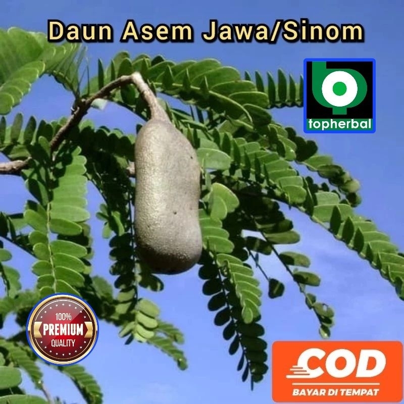 Jual Daun Asam Jawa Fresh 1 KG | Shopee Indonesia