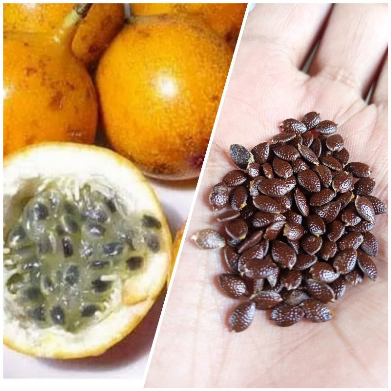 Jual Benih Markisa konyal dan markisa Madu ( isi 12 pcs ) | Shopee ...