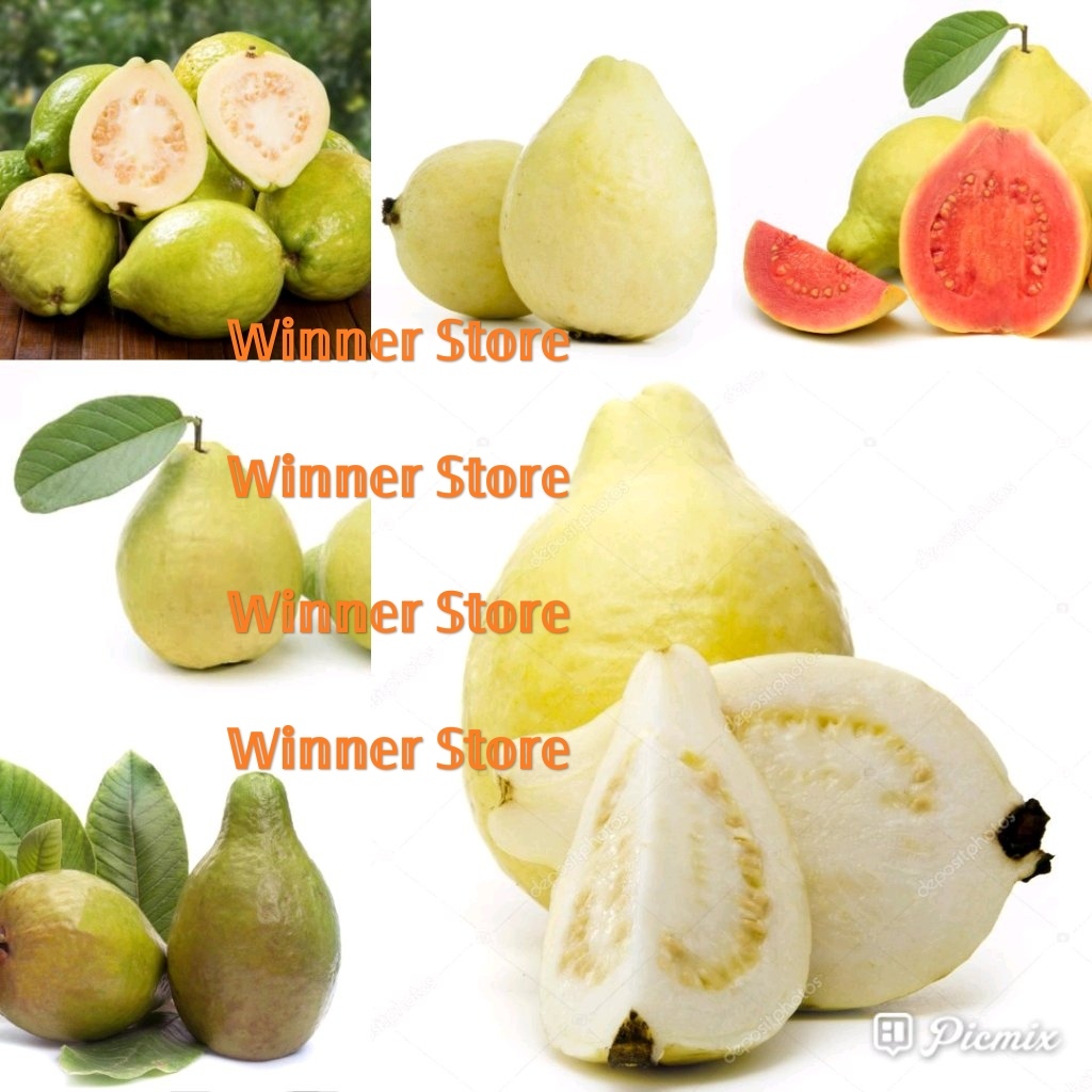 Jual Bibit Benih Buah Jambu Biji Pear Mix (200 Butir) | Shopee Indonesia