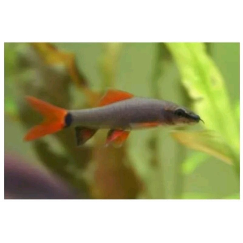 Jual REDFIN REDFINE ABU Ikan Hias Pemakan Alga/Lumut AQUASCAPE | Shopee ...
