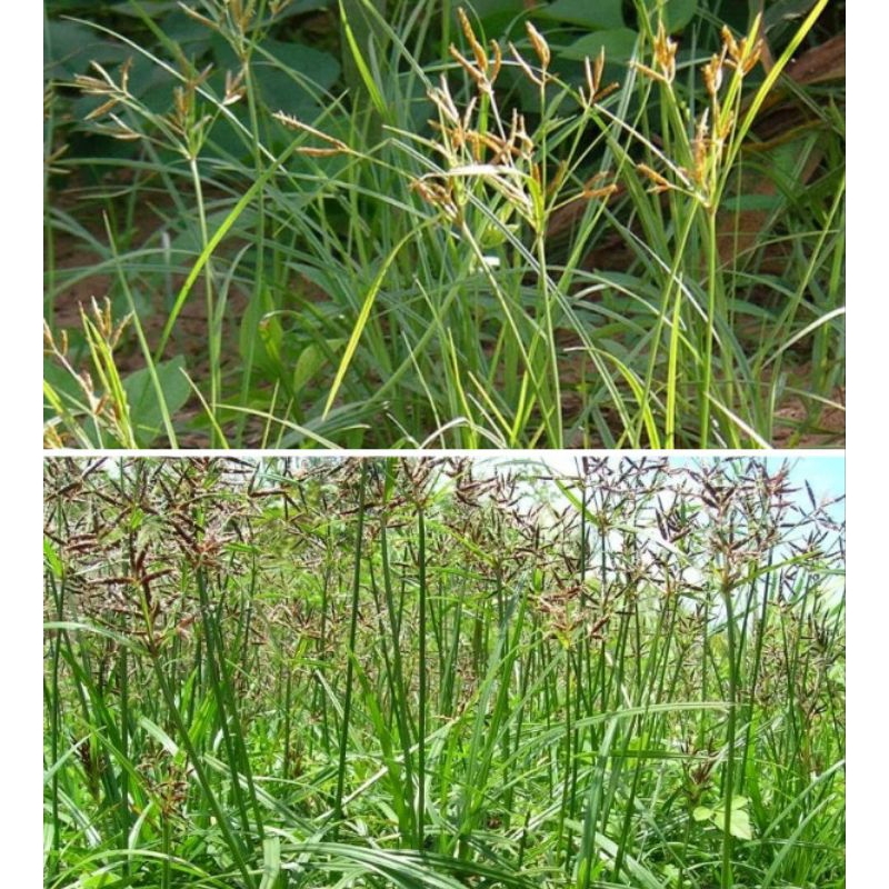 Jual Rumput Teki Segar / Suket Teki Fresh 100gr | Shopee Indonesia