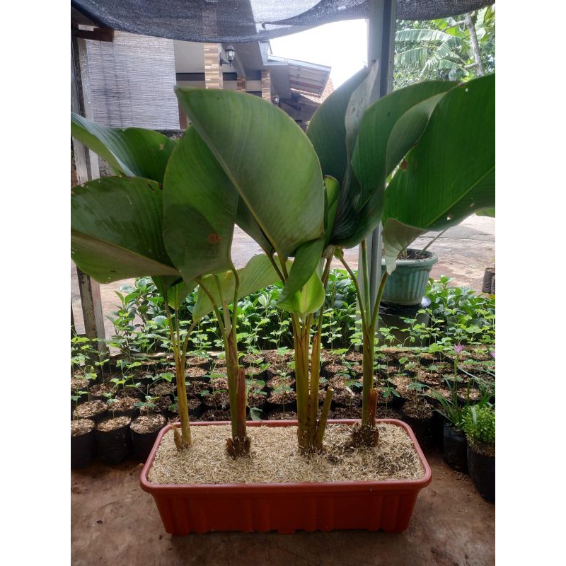 Jual Tanaman hias hidup pisang calathea lutea sudah berikut pot panjang ...
