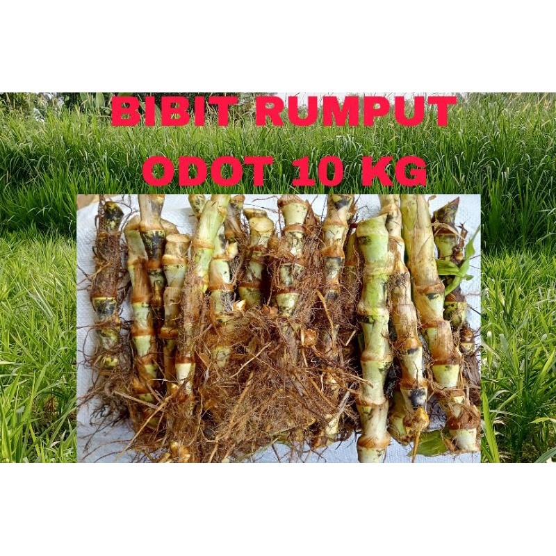 Jual Bibit rumput odot 10 KG benih odot steck odot pakan ternak sapi kambing domba kelinci 10kg ...