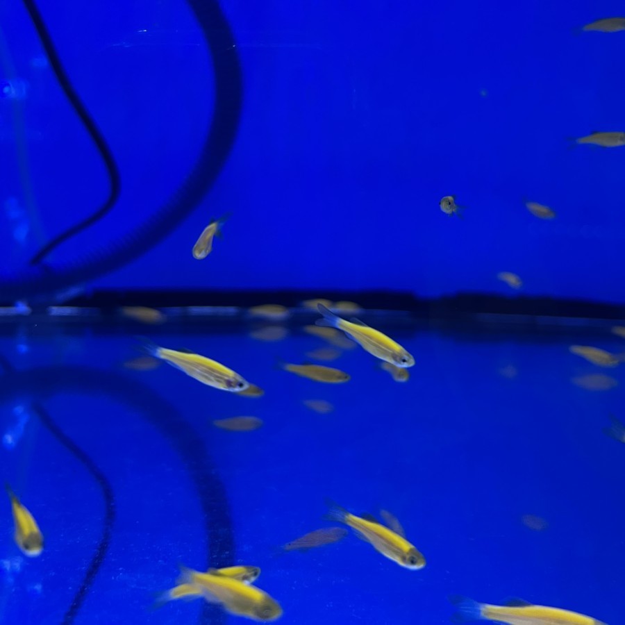 Jual YELLOW DANIO ZEBRA GLO FISH FL AQUARIUM | Shopee Indonesia