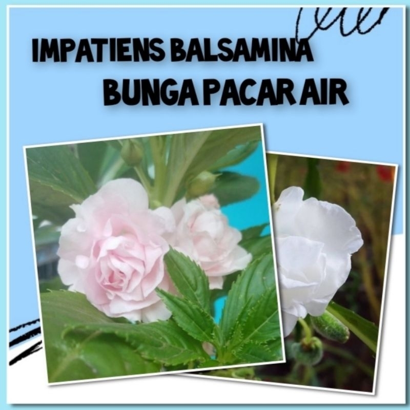 Jual Benih Bunga Pacar Air Tumpuk Putih Bibit Tanaman Hias Balsamina ...