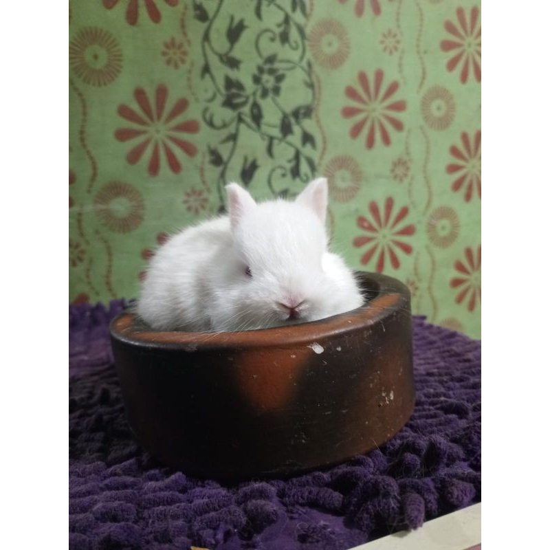 Jual kelinci mini Netherland dwarf | Shopee Indonesia